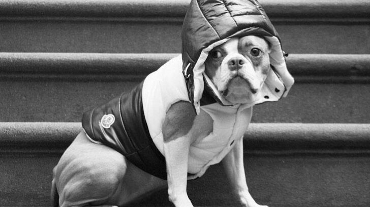 More of Sean Thomson by Jenn Hoffman